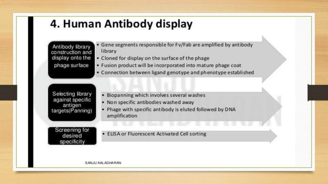 Immunotherapeutics ( types of Immunotherapeutics & humanization ...