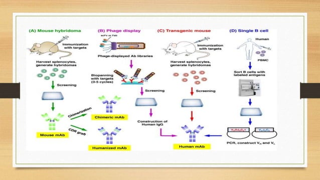 Immunotherapeutics ( types of Immunotherapeutics & humanization ...