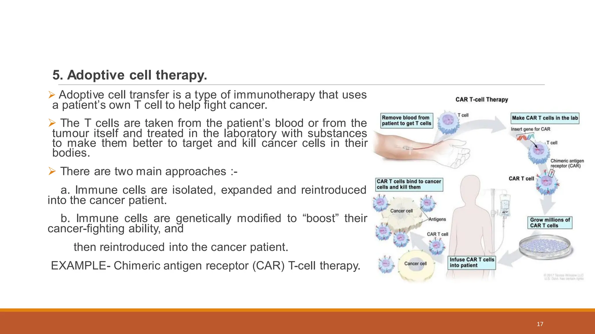 Immunotherapeutics (Types of immunotherapeutics, humanisation antibody ...