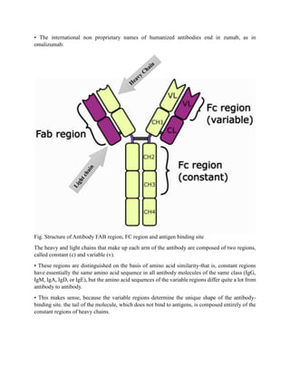 immunotherapeutics History, Classification and Humanization Antibody ...