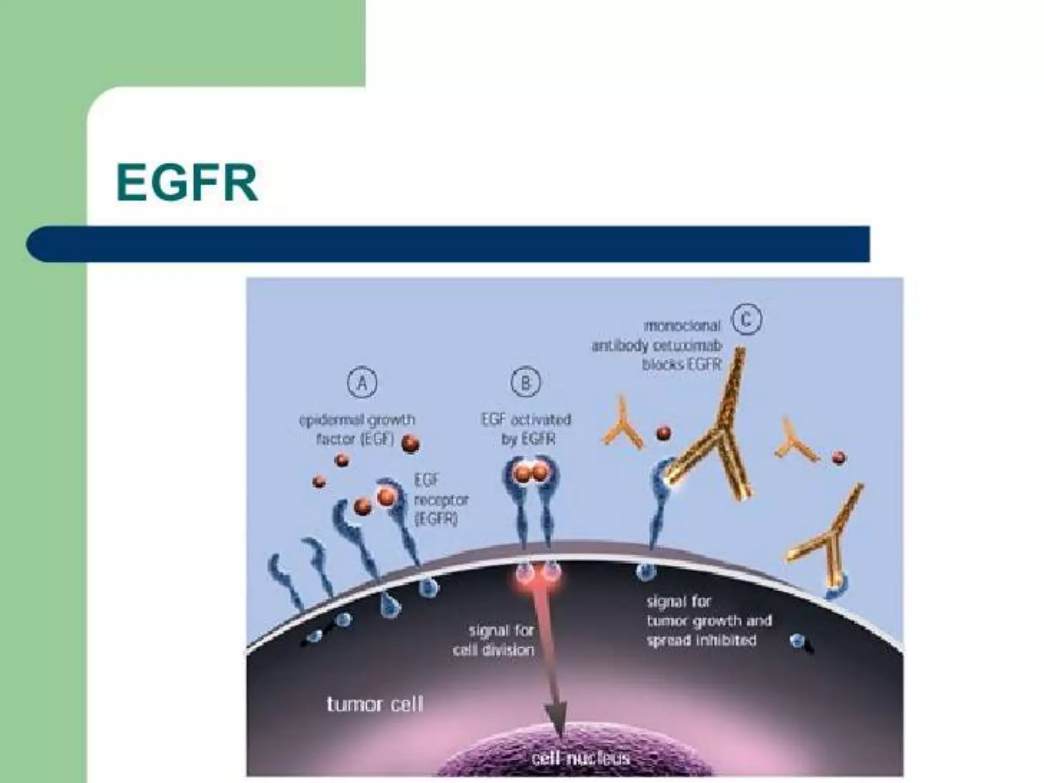 Immunotherapy challenges in head and neck cancers | PPTX