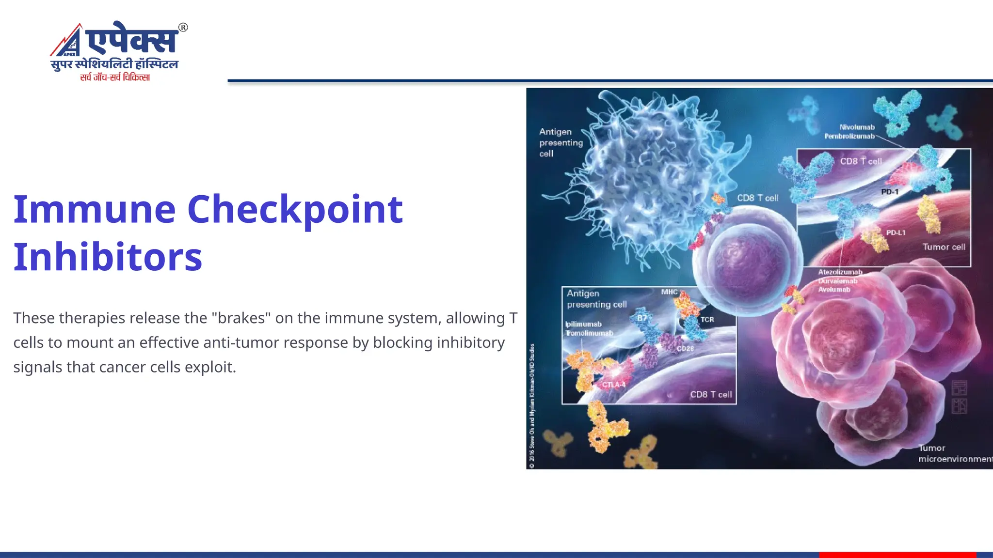 Understanding Cancer Immunotherapy: Basic Concepts Explained Simply | PPTX