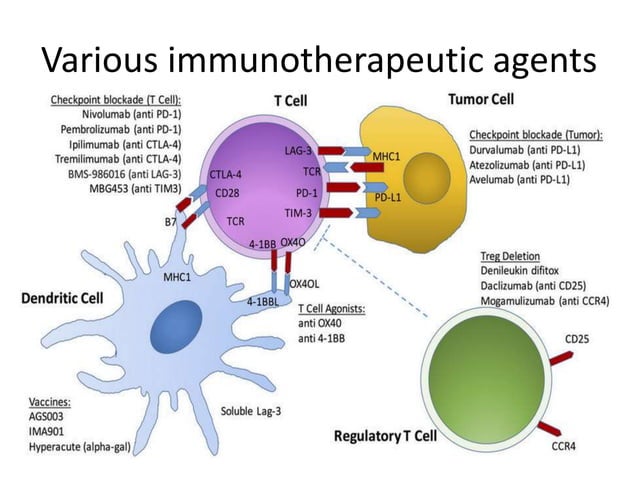 Immunotherapy in head and neck malignancy | PPTX