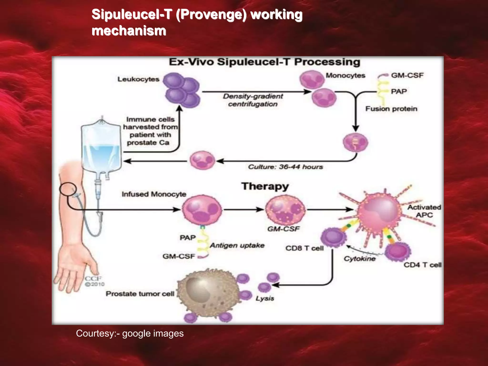 Immunotherapy in treating prostate cancer | PPTX