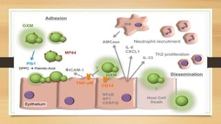 immunoprophylaxis and Immunotherapy of infectious diseases | PPTX