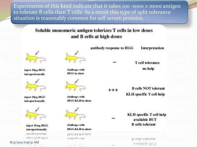 Immunotolerance: mechanism and consequence | PPTX | Biological Sciences ...