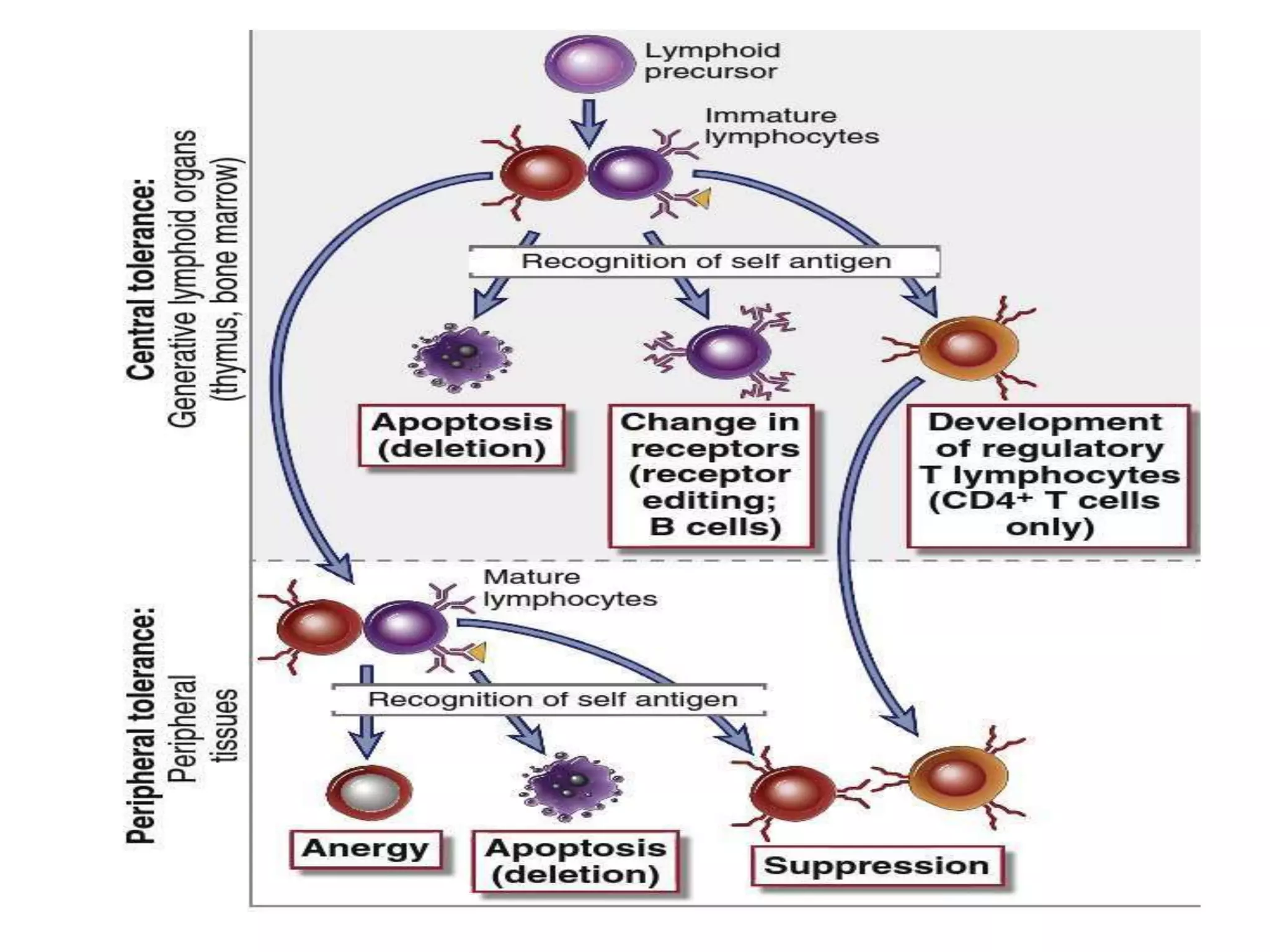 Immunotolerance | PPTX
