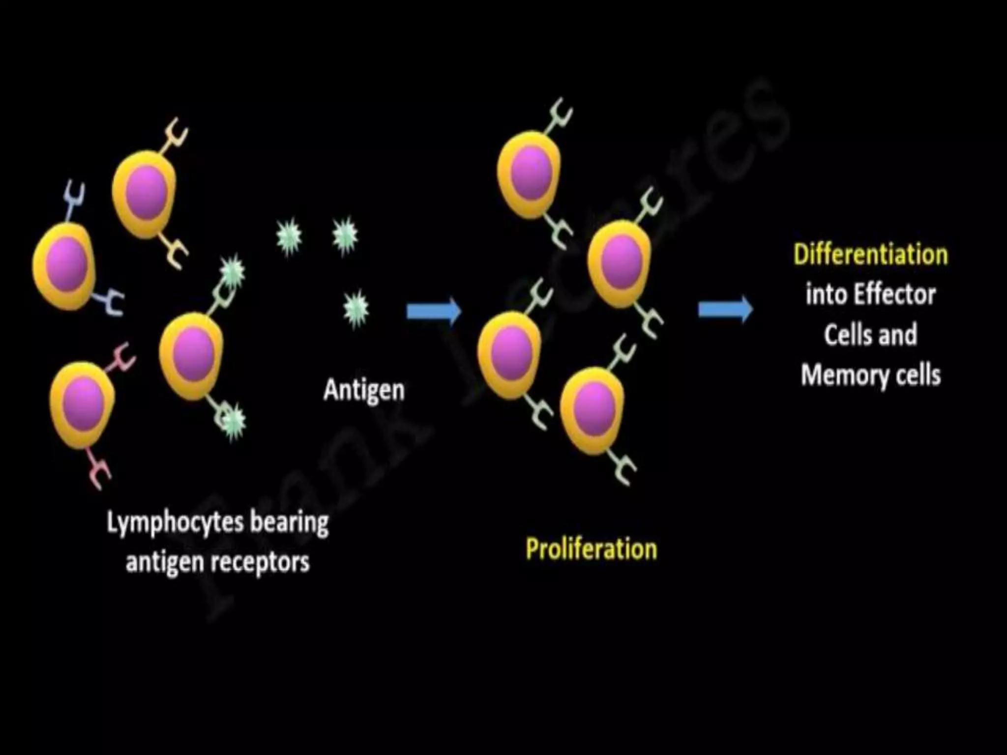Immunotolerance | PPTX