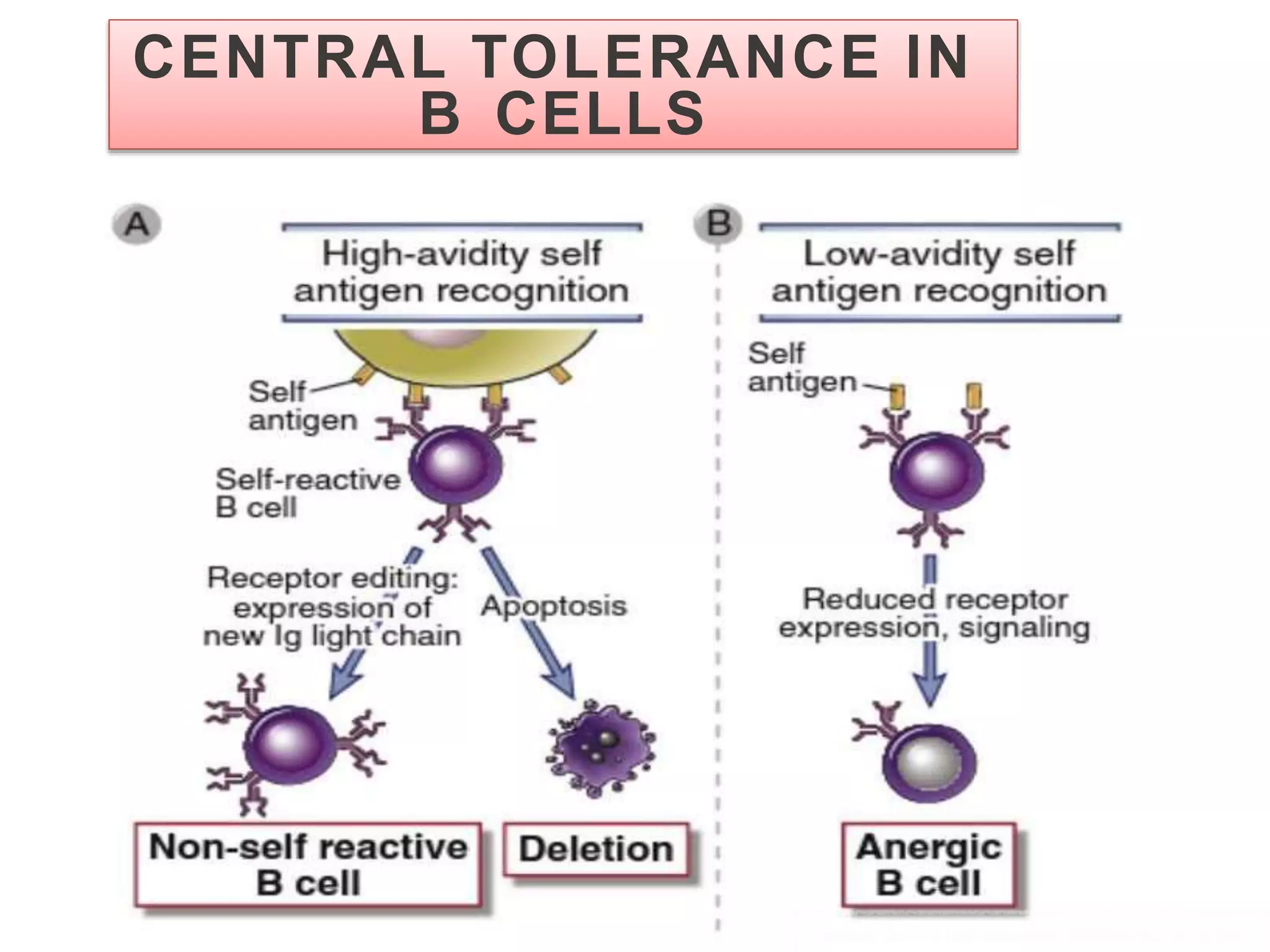 Immunotolerance | PPTX