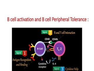 immunotolerance and immunology ( 305)-1.pptx