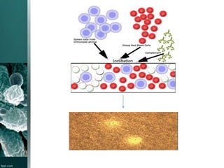 Immunotoxicity | PPTX