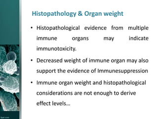 Immunotoxicity | PPTX
