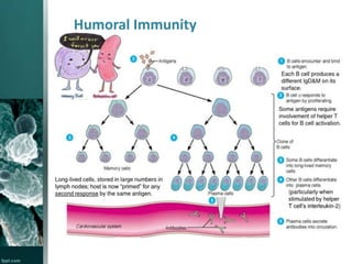 Immunotoxicity | PPTX