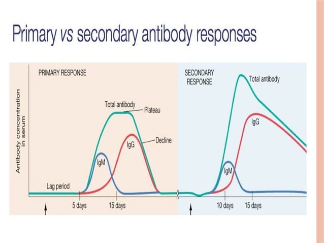 Types of Immune response in Arabic lecture | PPT Types of Immune response in Arabic lecture | PPT