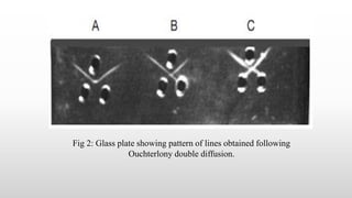 Antigen and Antibody reactions | PPTX | Chemistry | Science