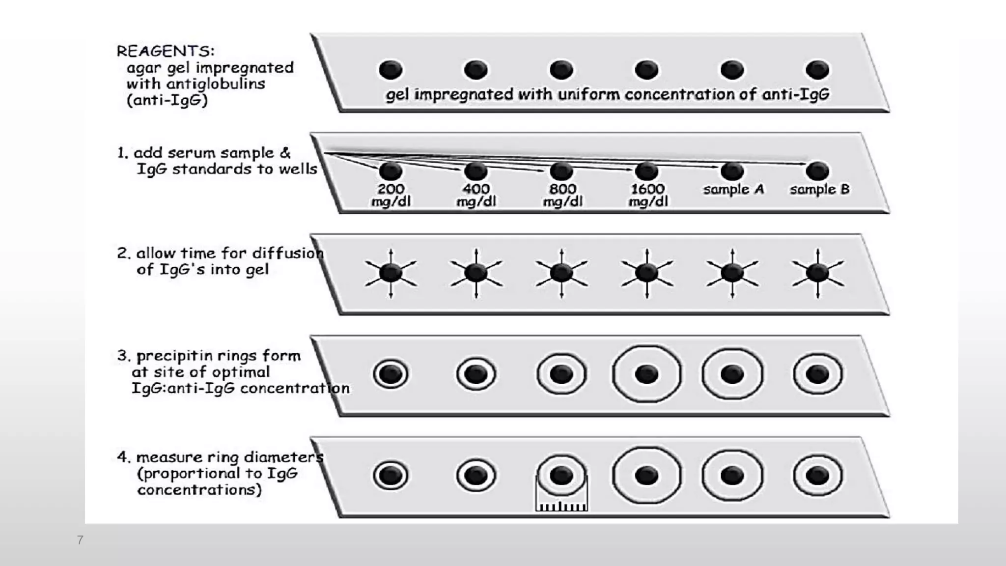 Single Radial Immunodiffusion | PPTX