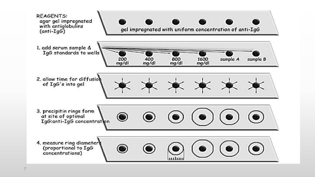 Single Radial Immunodiffusion | PPTX | Chemistry | Science