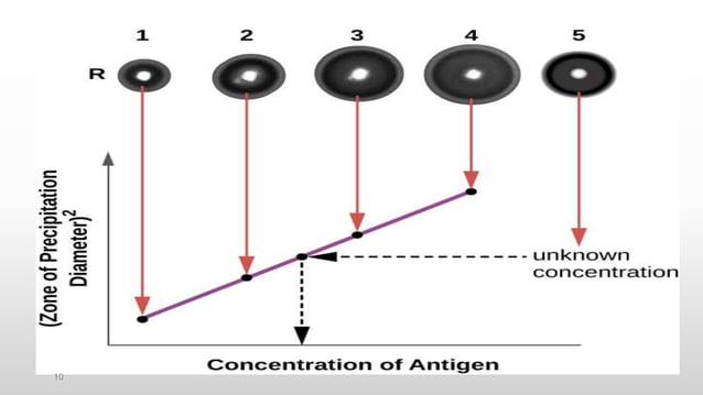 Single Radial Immunodiffusion | PPT