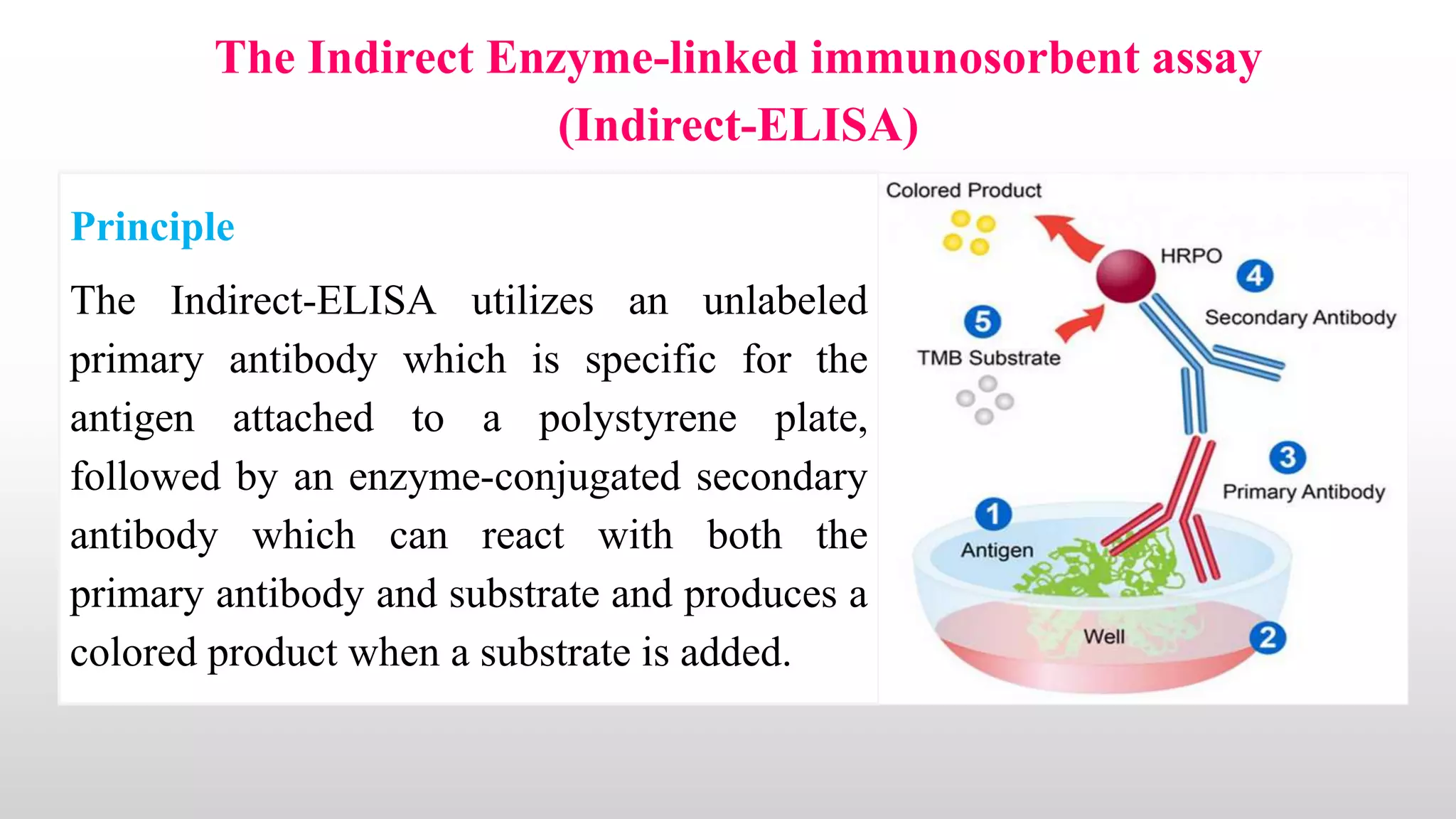 Indirect-ELISA in immunology | PPTX