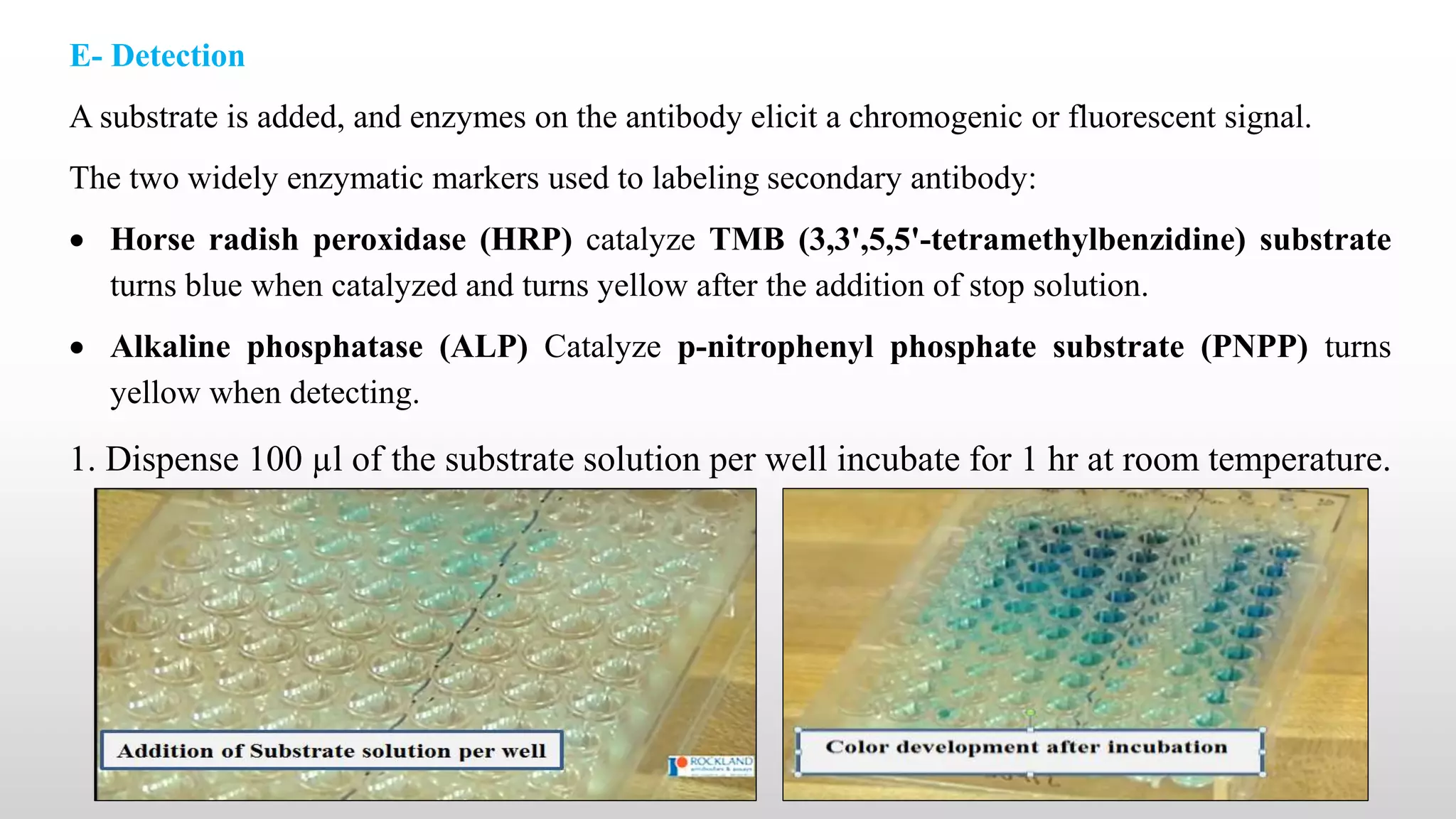 Indirect-ELISA in immunology | PPTX
