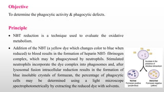 Immuology Phagocytosis activity | PPTX