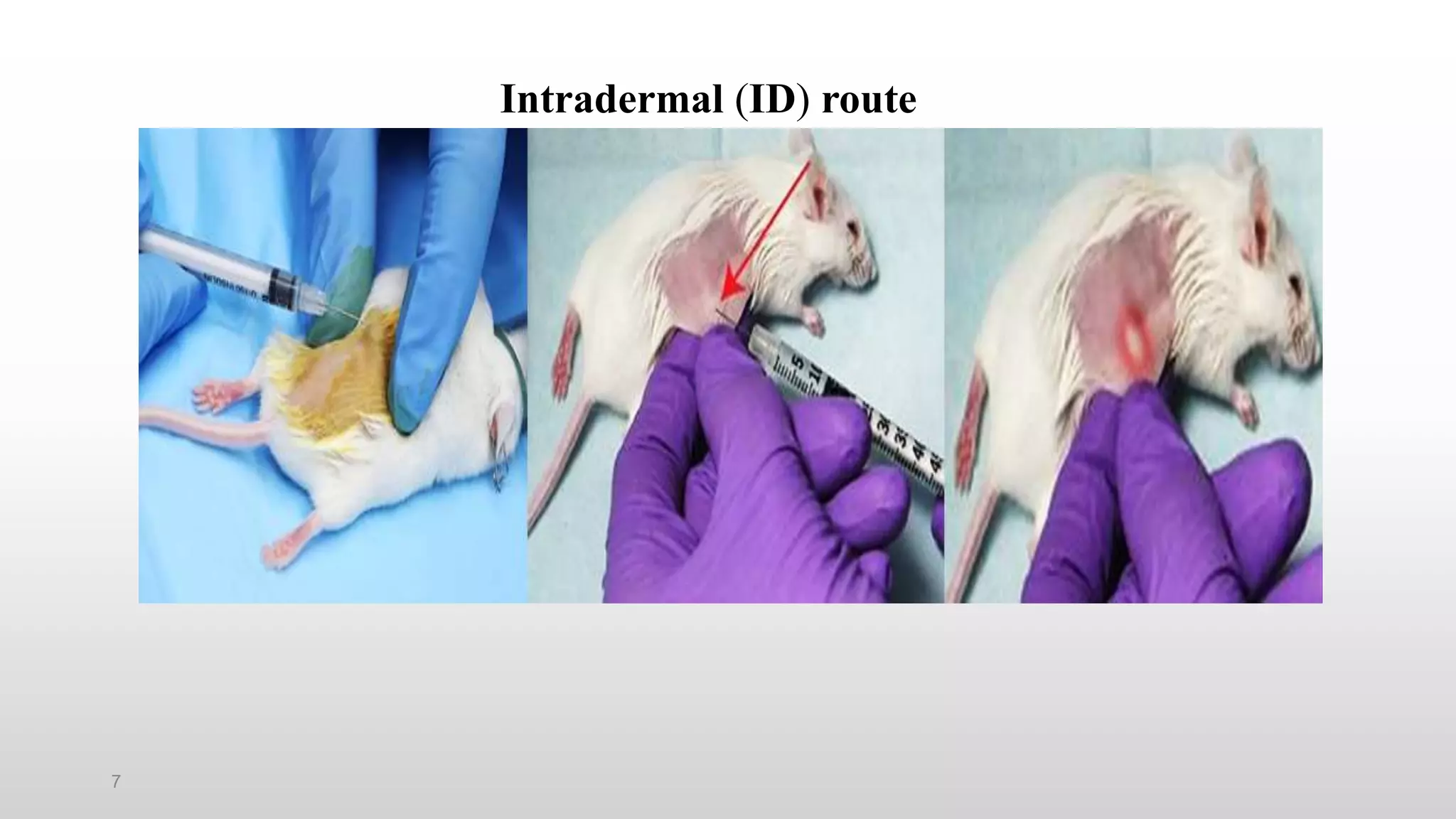Immuology Injection in Lab Animals | PPTX