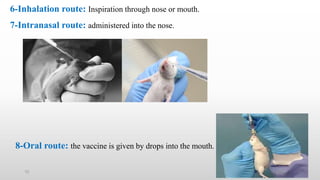 Immuology Injection in Lab Animals | PPTX
