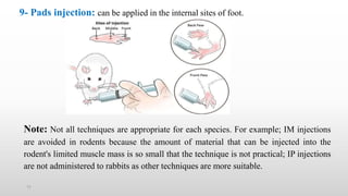 Immuology Injection in Lab Animals | PPTX