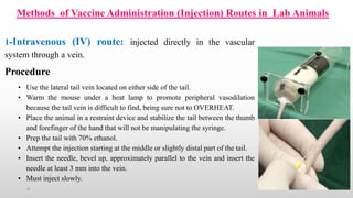 Immuology Injection in Lab Animals | PPTX