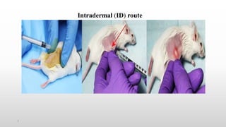 Immuology Injection in Lab Animals | PPTX