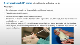 Immuology Injection in Lab Animals | PPT