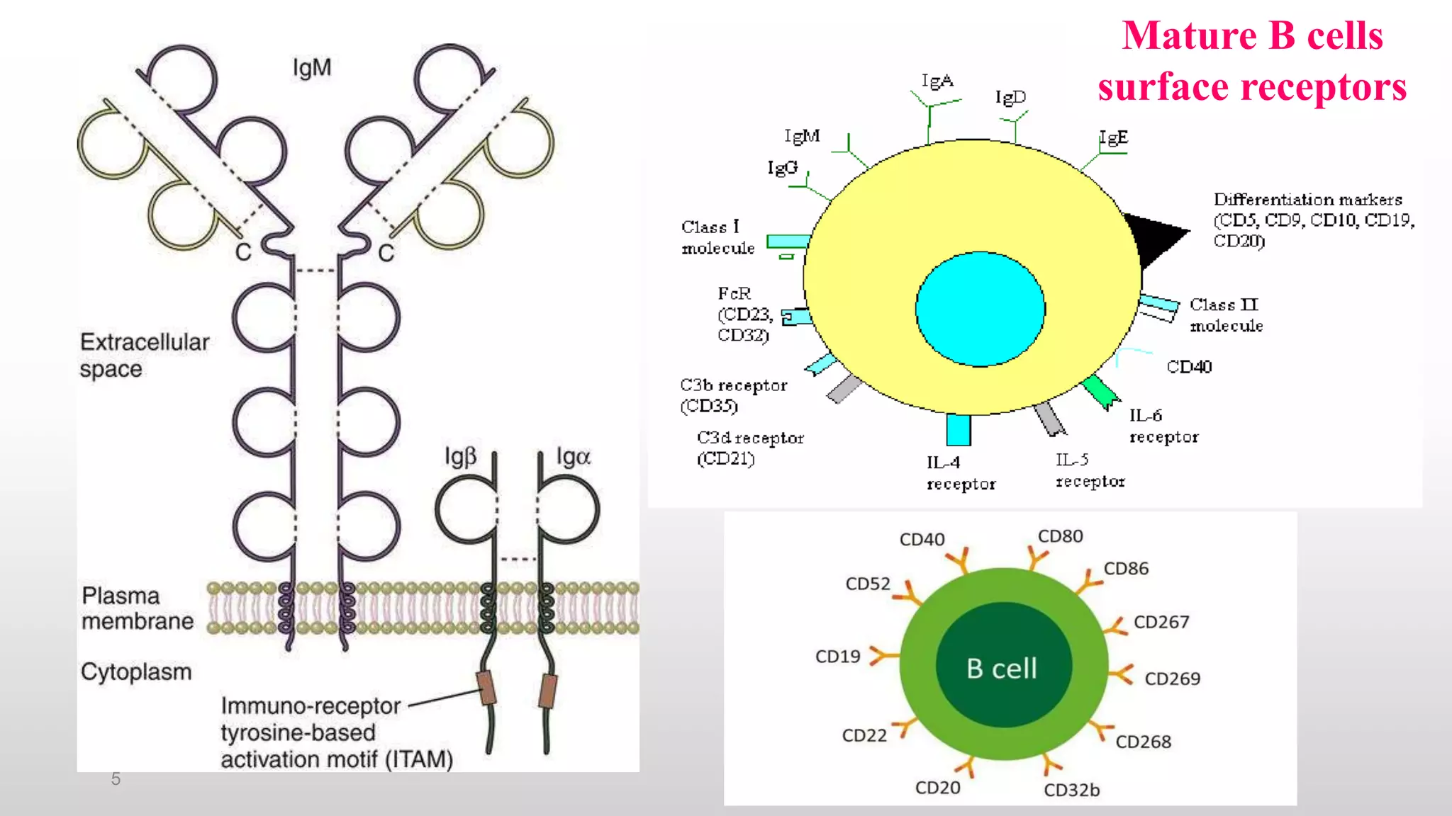 B Lymphocytes | PPTX