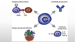 B Lymphocytes | PPTX