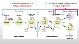 B Lymphocytes | PPTX