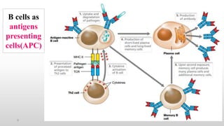 B Lymphocytes | PPTX