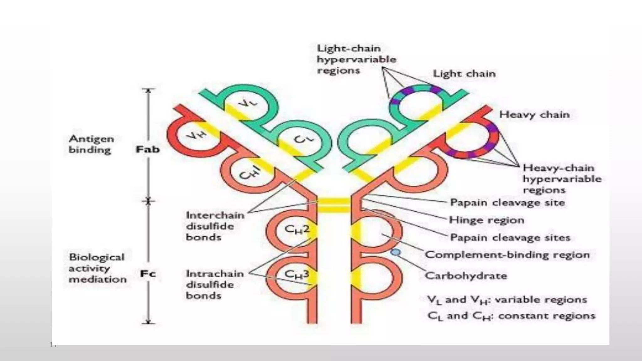 Immunoglobulin Structure | PPTX
