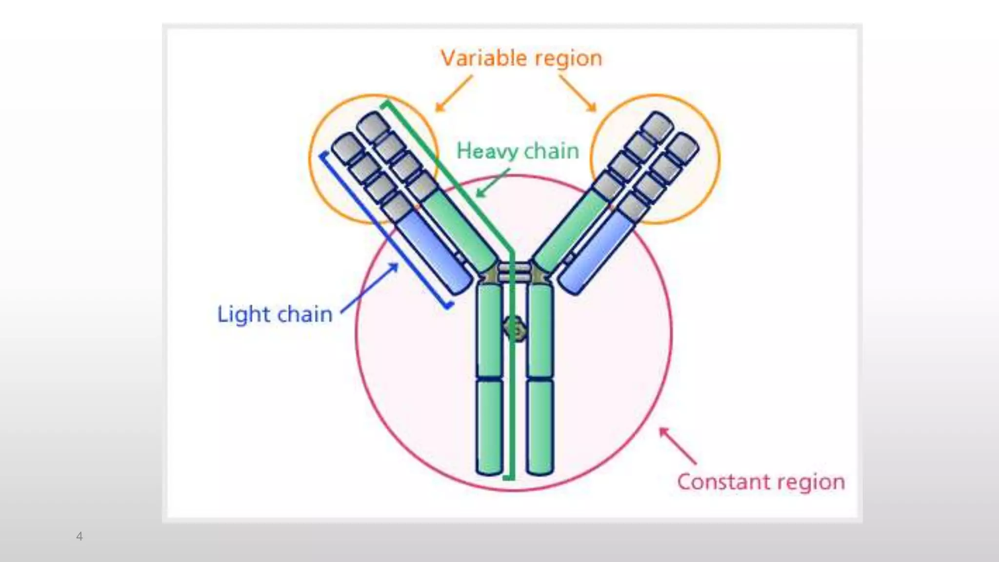 Immunoglobulin Structure | PPTX