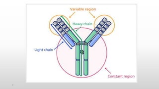 Immunoglobulin Structure | PPTX