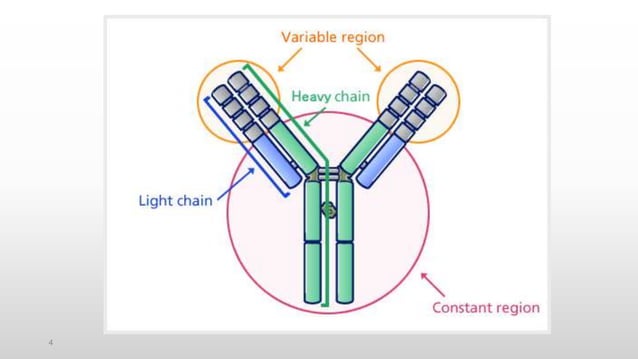 Immunoglobulin Structure | PPTX | Chemistry | Science