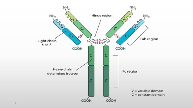 Immunoglobulin Structure | PPTX | Chemistry | Science