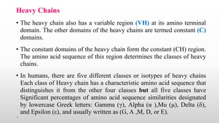 Immunoglobulin Structure | PPTX | Chemistry | Science