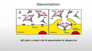 Structure Function Relationship of Antibodies | PPTX