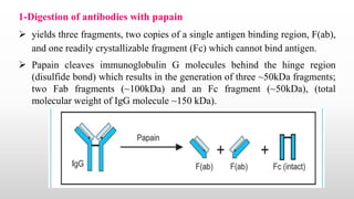 Structure Function Relationship of Antibodies | PPTX | Infectious ...