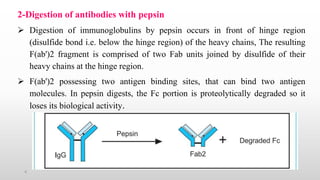 Structure Function Relationship of Antibodies | PPTX | Infectious ...