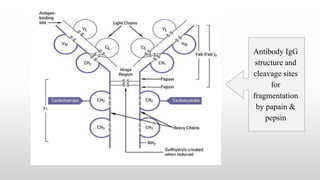 Structure Function Relationship of Antibodies | PPTX