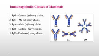 Structure Function Relationship of Antibodies | PPTX