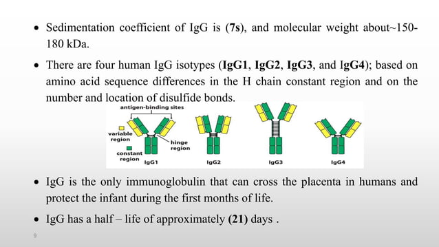 Structure Function Relationship of Antibodies | PPTX | Infectious ...