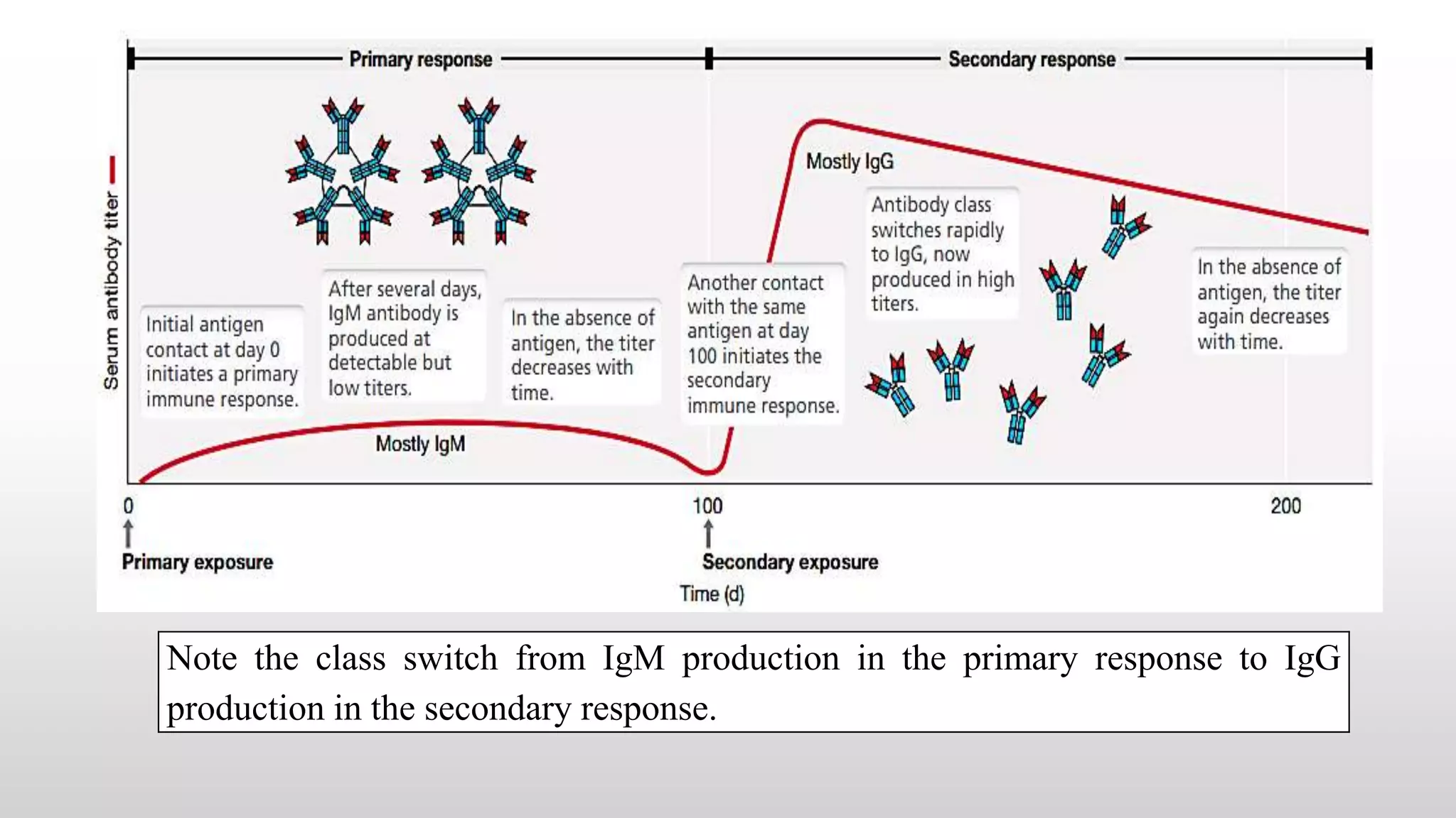 Primary and Secondary Immune Responses | PPTX