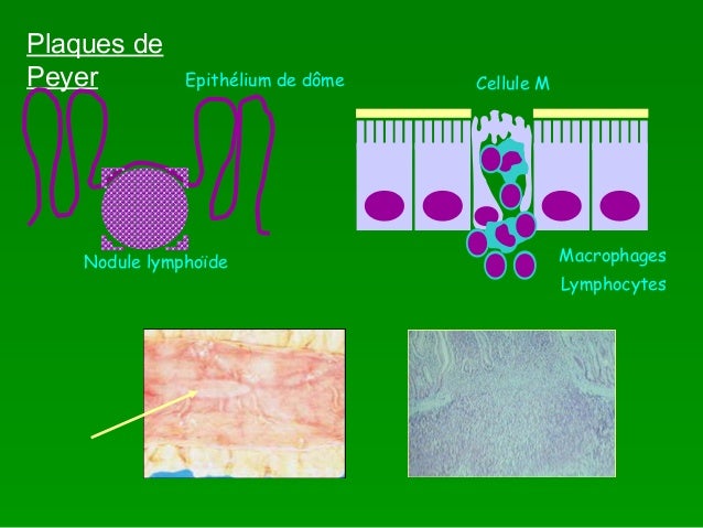 Immunité Muqueuse Wuhan 2017