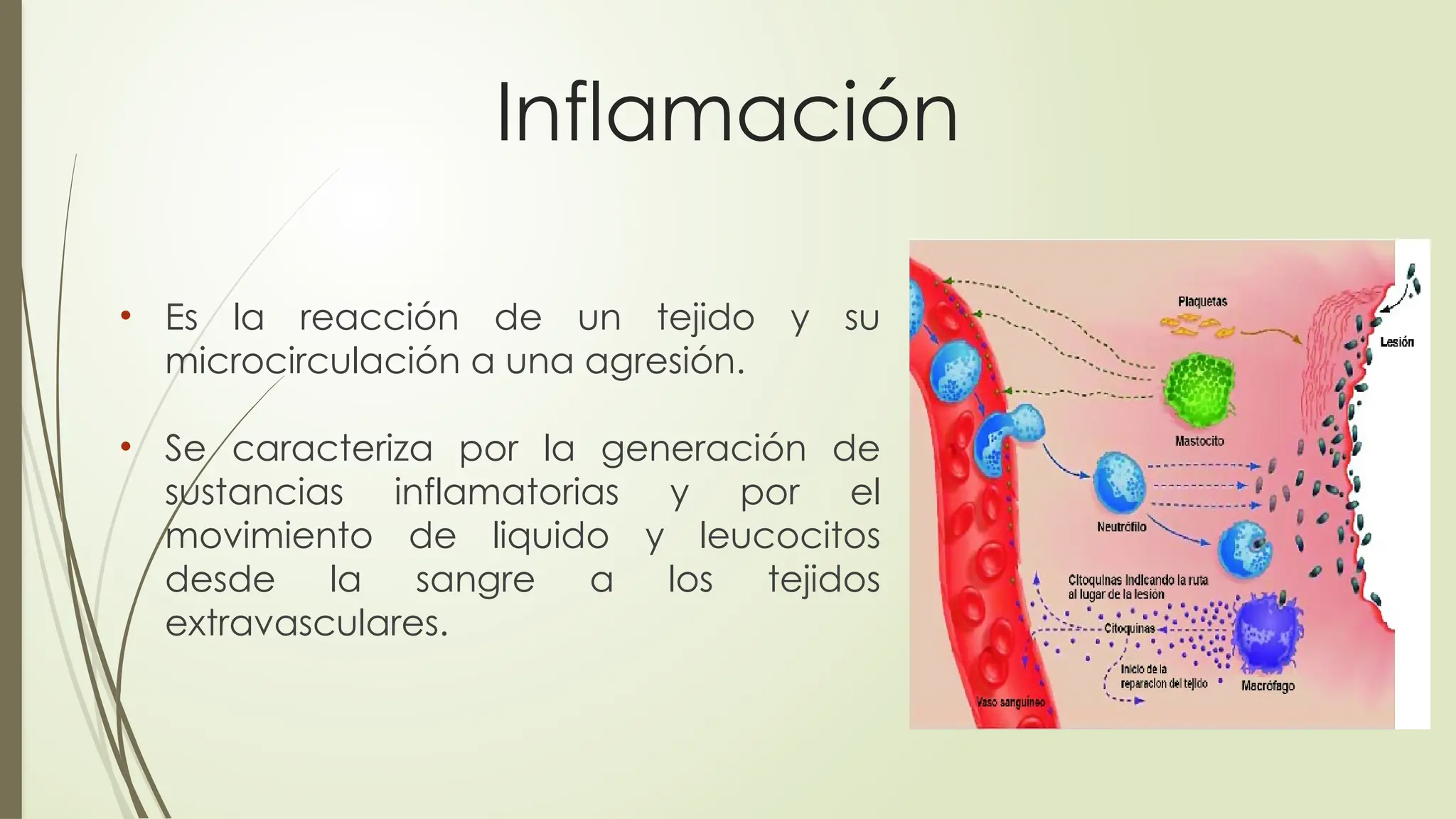 imnunologia inflamacion, fases de la inflamacion y respuesta ...